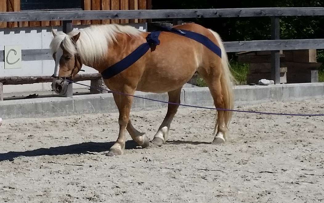 Training mit dem biko - Pferdeexpander! - Hoofprotection